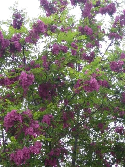 Proizvodi | Rasadnik Petrovic Surdulica